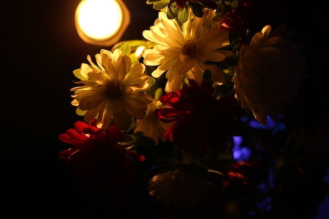 Effective Light for Your Plants | Waste management